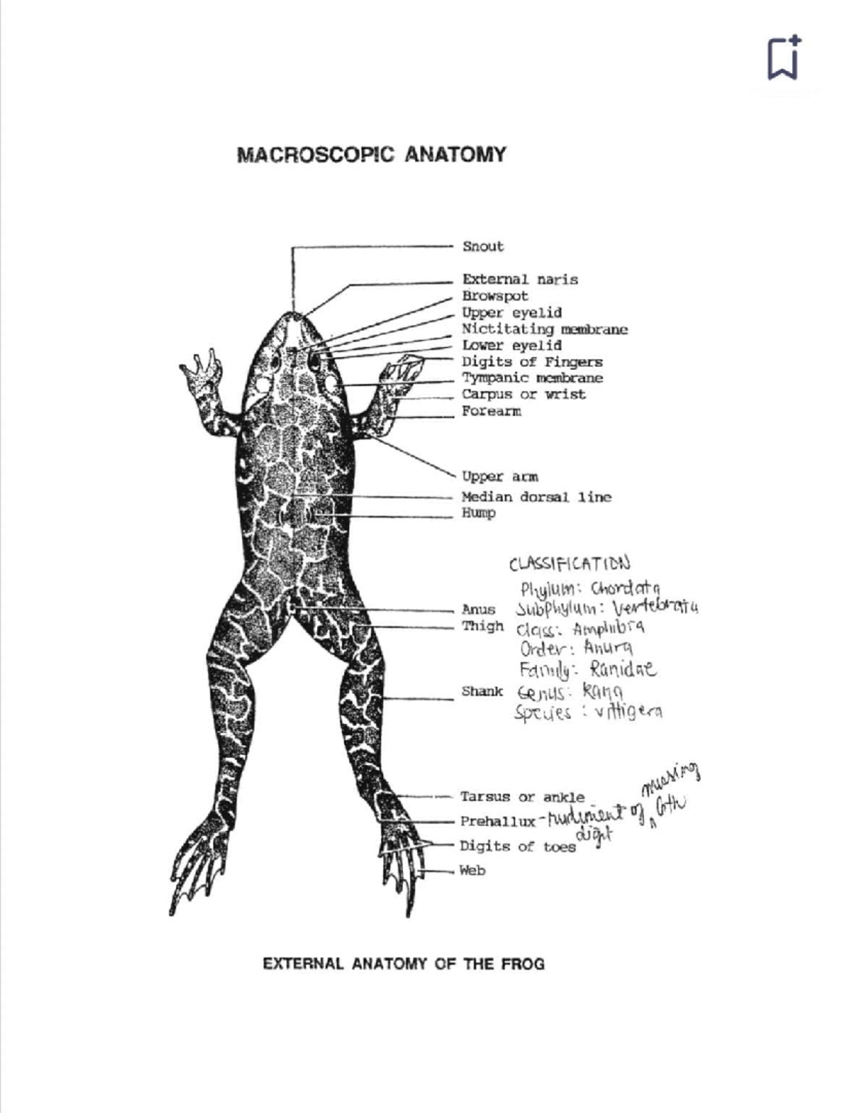 Parts-of-Frog - bio lecture - biologyyyy - Studocu