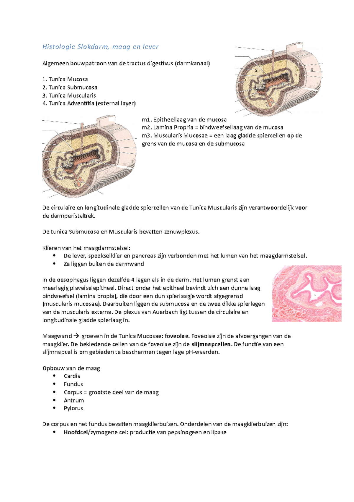 Elearning slokdarm, maag, darmen - Histologie Slokdarm, maag en lever ...