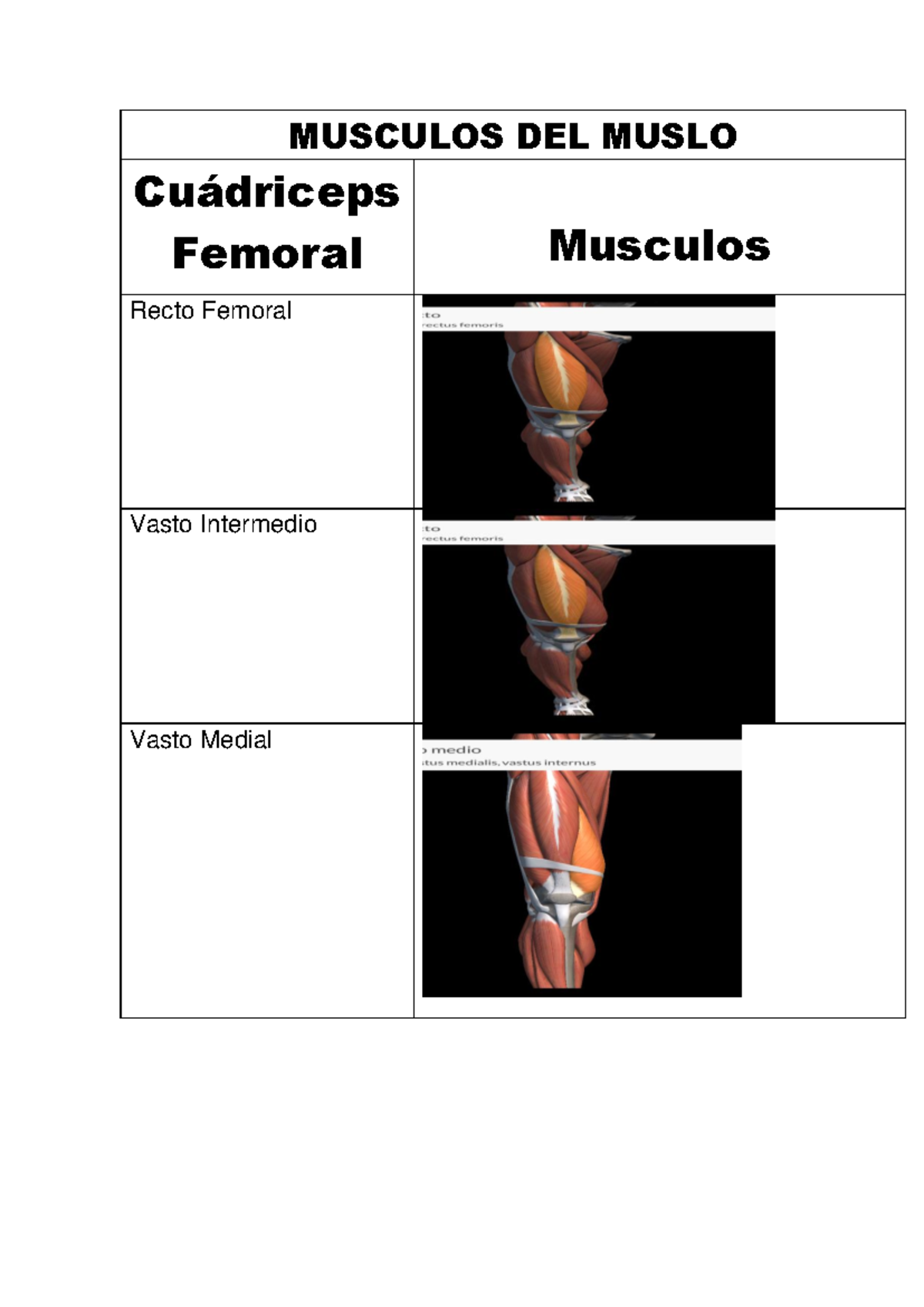 Libro anatomía 1 - MUSCULOS DEL MUSLO Cuádriceps Femoral Musculos Recto ...