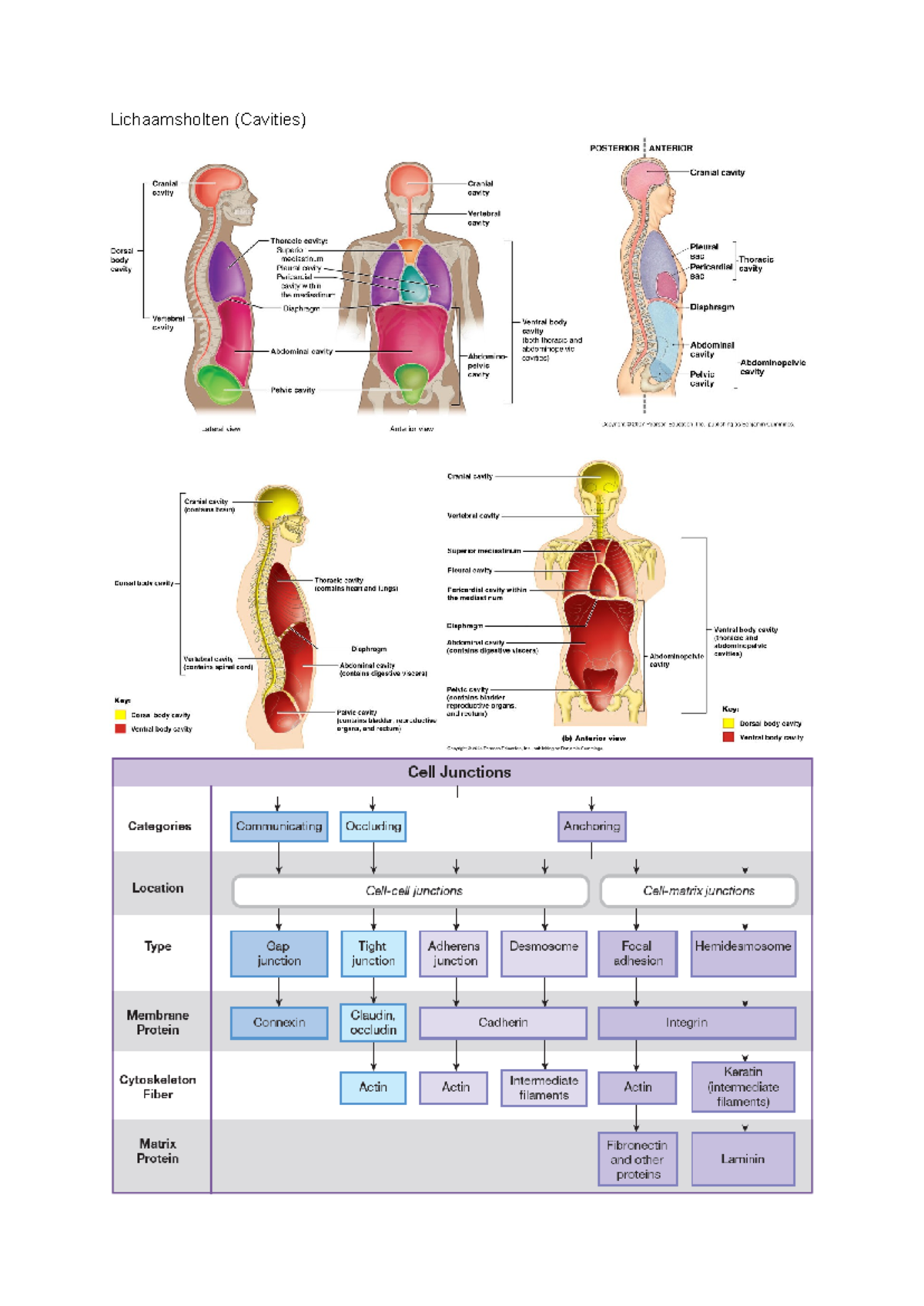 Samenvatting - Lichaamsholten (Cavities) One difference between ...