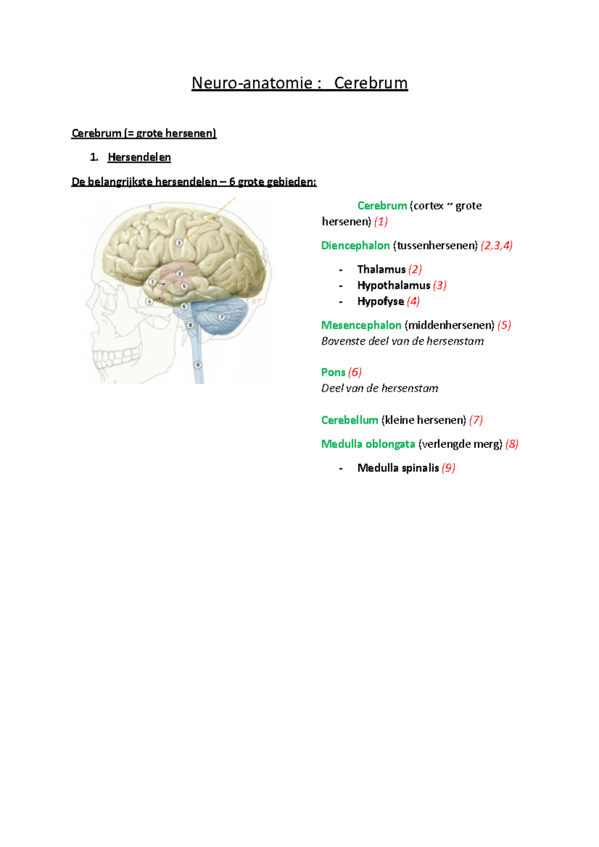 Samenvatting hersenen - Neuro-anatomie : Cerebrum Cerebrum (= grote ...