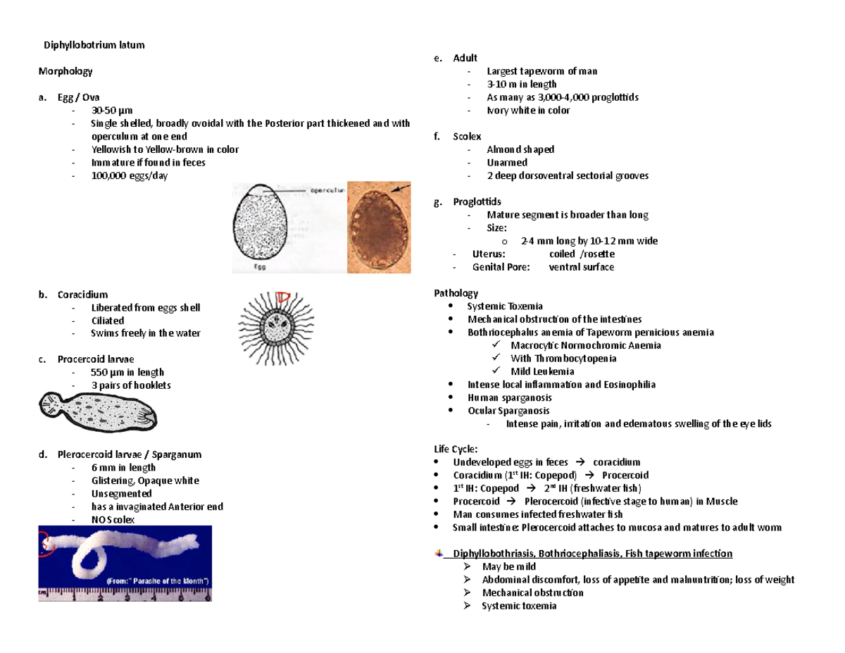 Cestodes - Lecture notes 1-2 - Diphyllobotrium latum Morphology a. Egg ...
