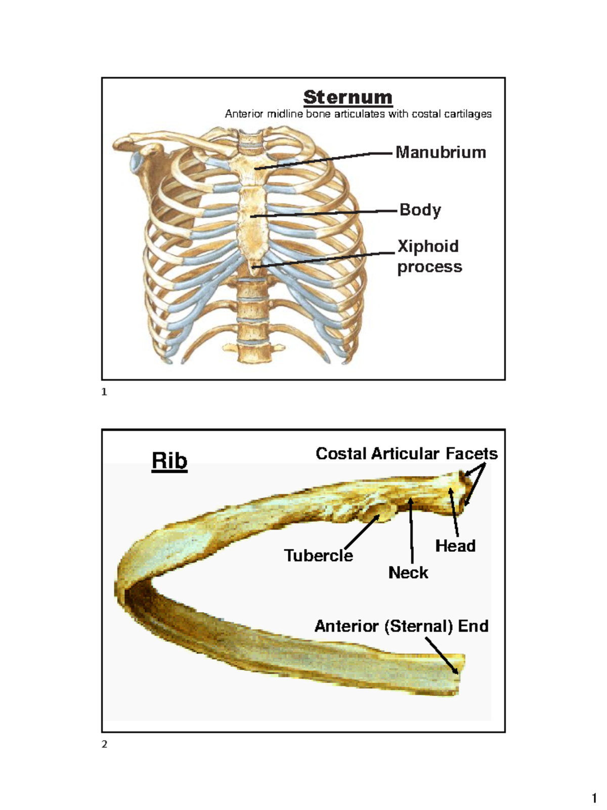 Vertebrae and ribs - Labels bones - Manubrium Body Xiphoid process ...