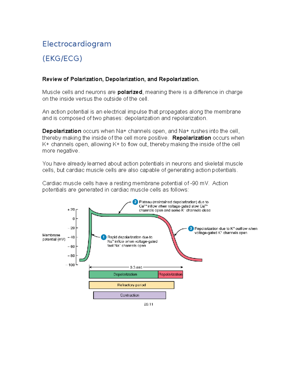 EKG - EKG examples - Electrocardiogram (EKG/ECG) Review of Polarization ...