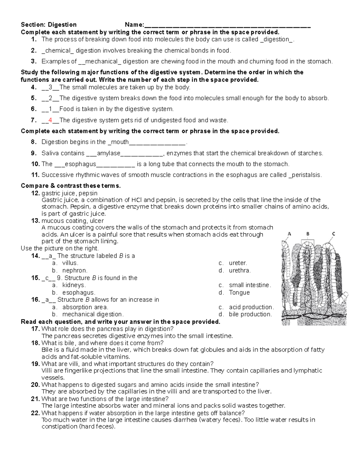 4. Digestive System answers - Section: Digestion - Studocu