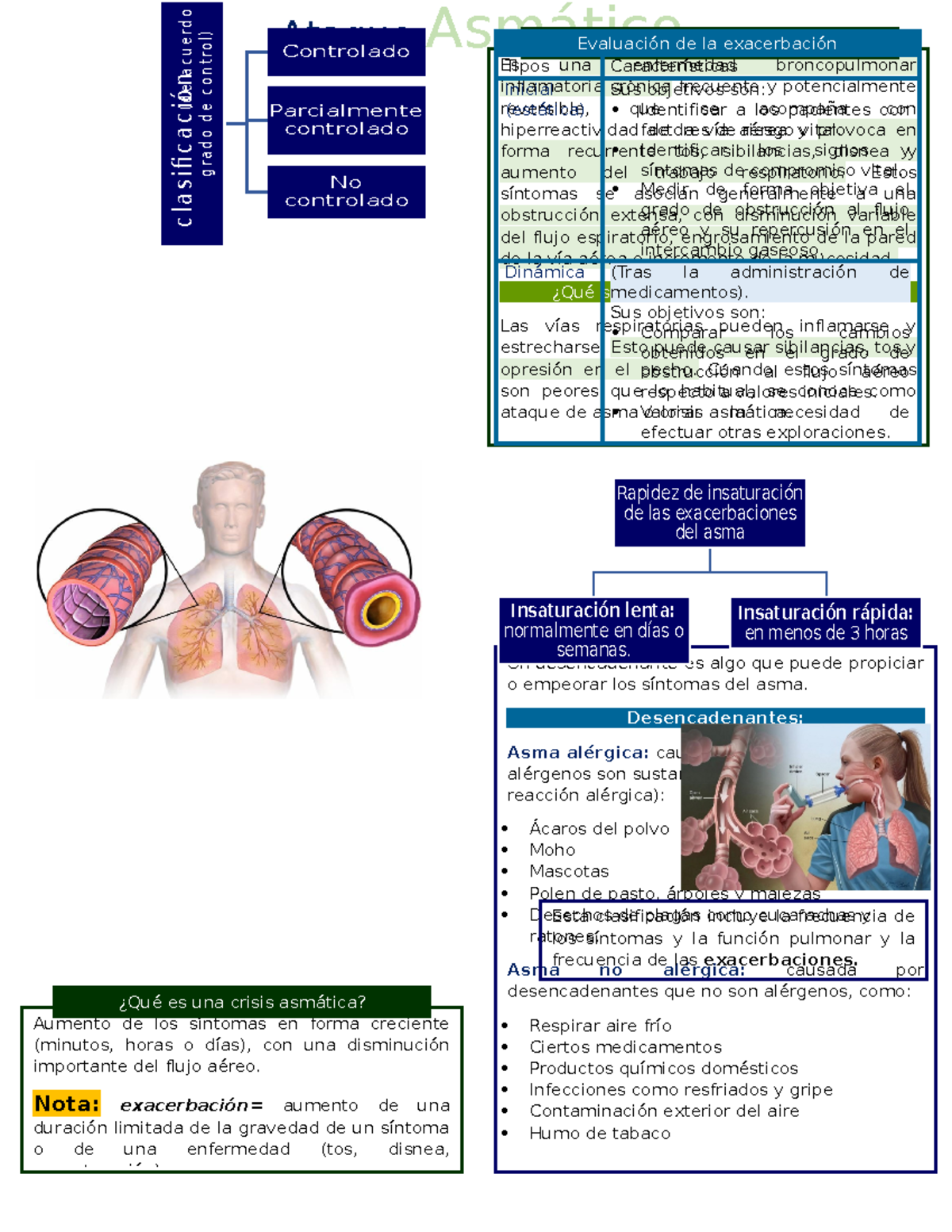 ASMA - información sobre el tratamiento, síntomas y características del ...