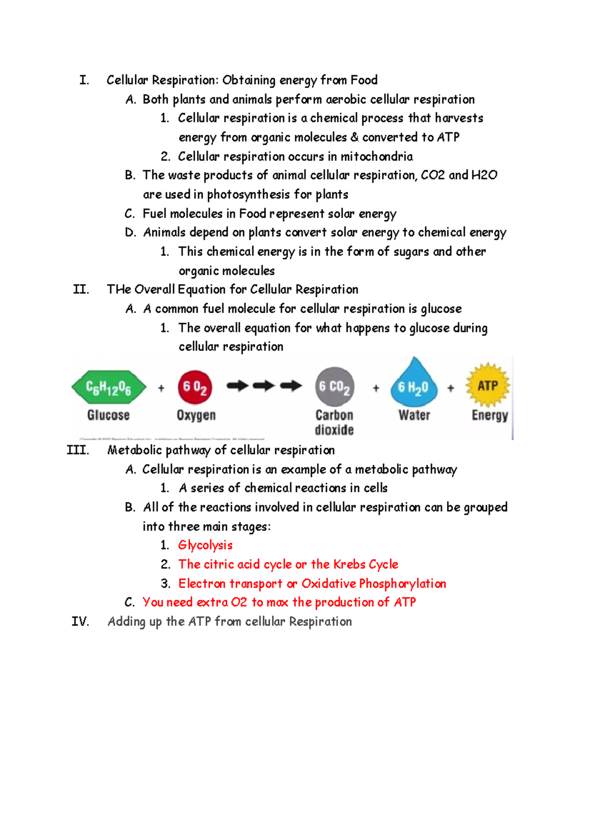How Food Fuels Cellular Respiration