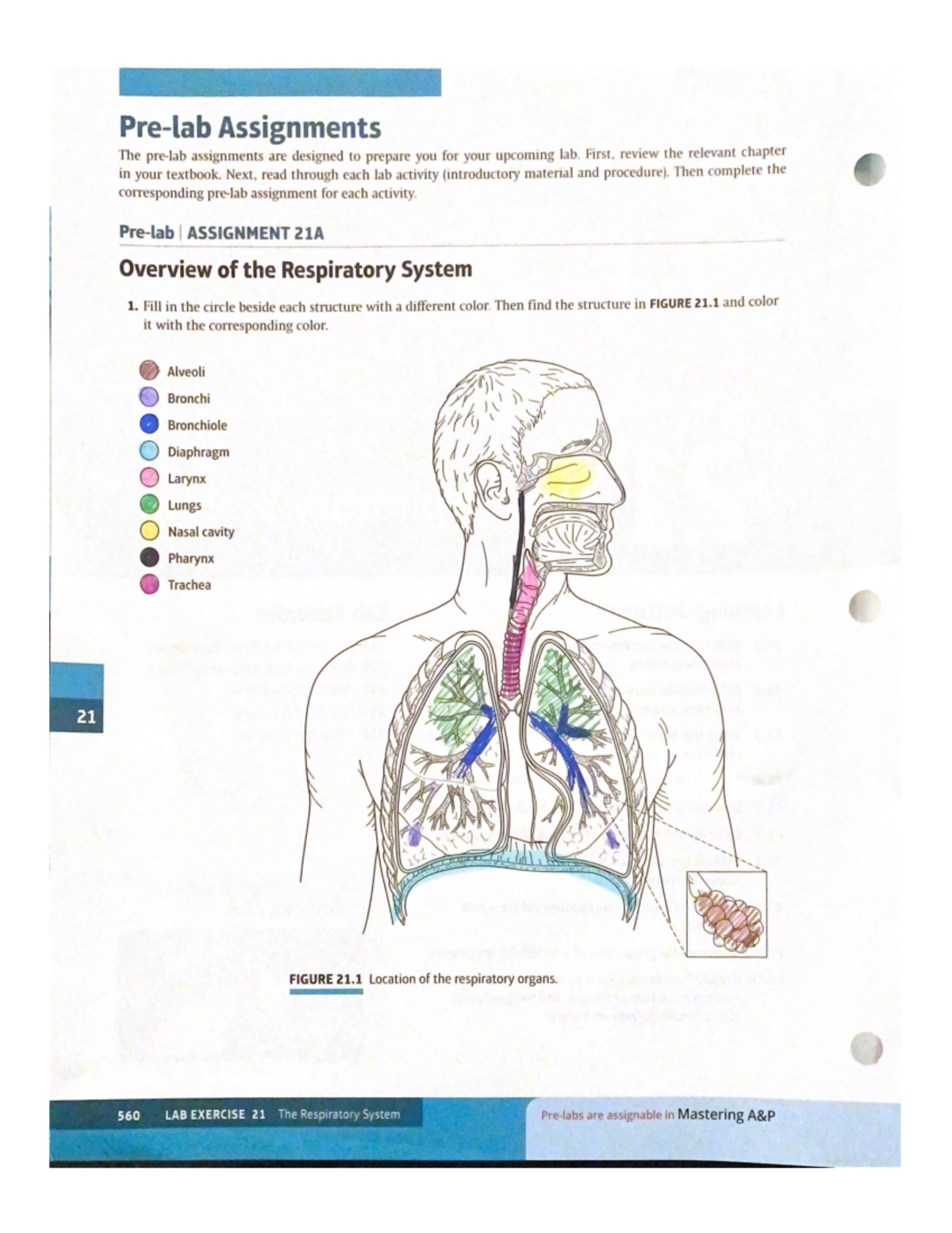 Prelab Respiratory System - BIOL 430 - Studocu