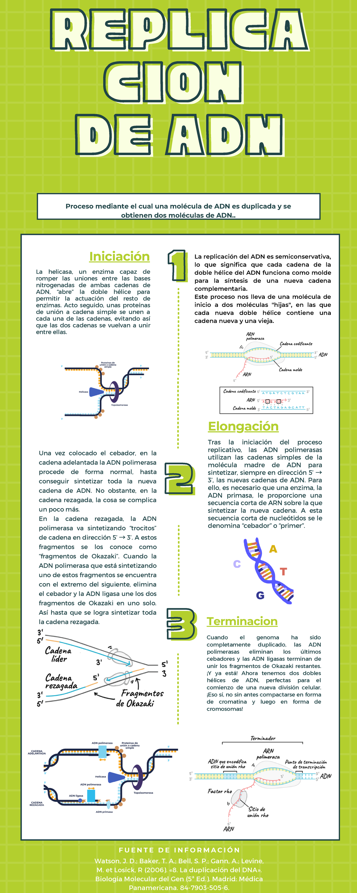 Replicación de adn (1) - 11 33 Iniciación La helicasa, un enzima capaz ...