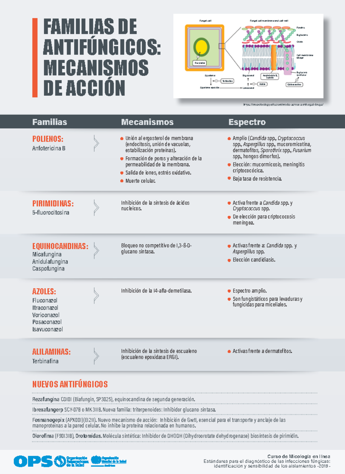 FAMILIA DE LOS FUNGICOS - Curso de Micología en línea Estándares para ...
