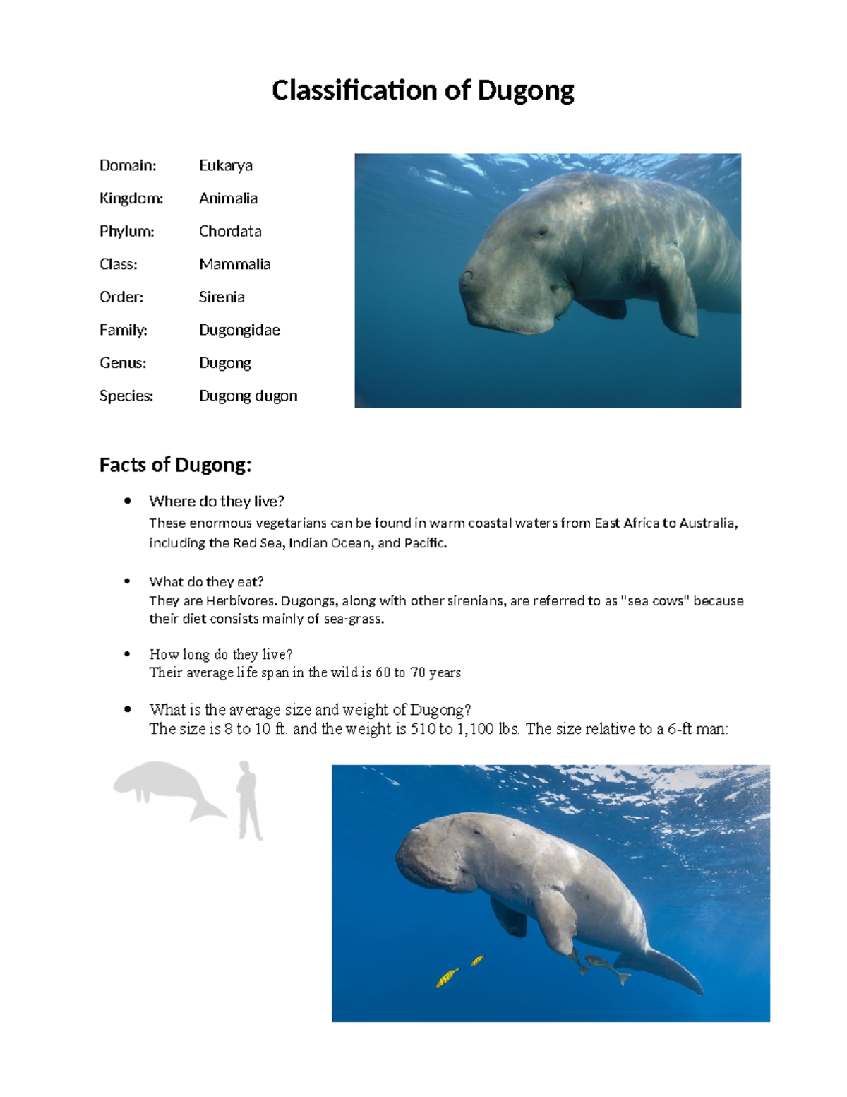 Classification of Dugong - Classification of Dugong Domain: Eukarya ...
