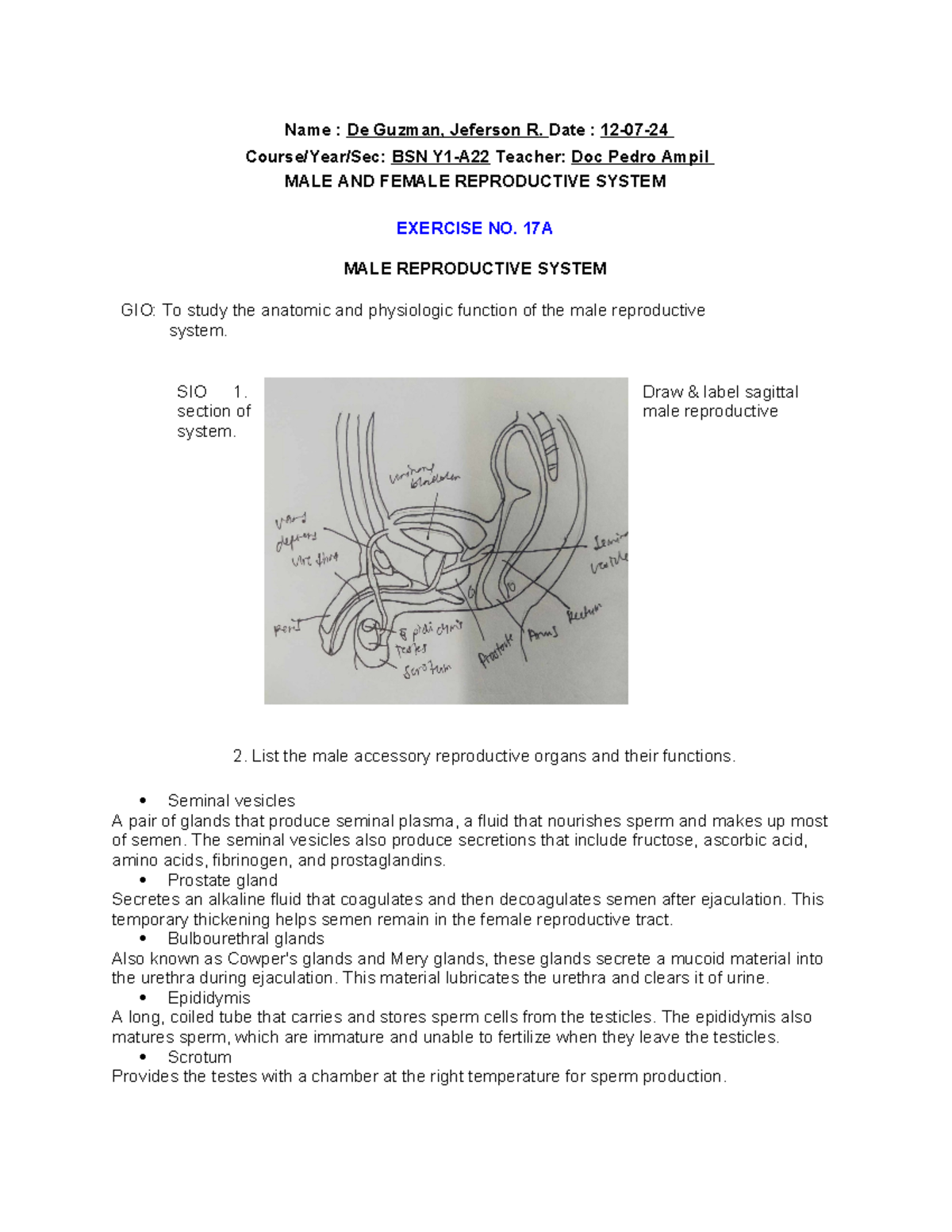LAB Exercise Reproductive System (Male Female) - Name : De Guzman ...