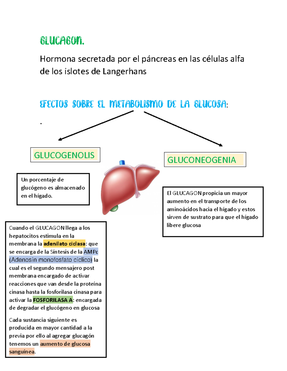 Glucagon - Hormona secretada por el páncreas en las células alfa de los ...