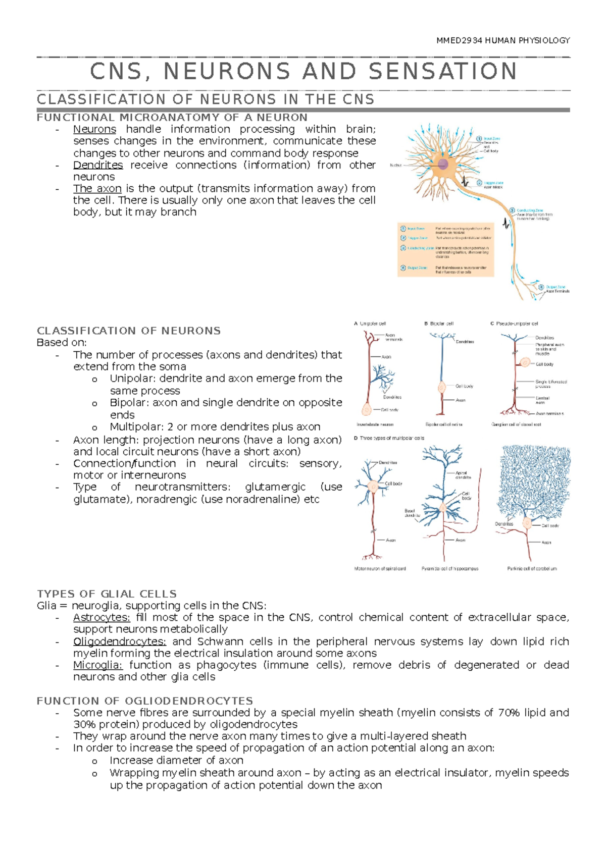 Week 1 Lecture 2 - Central Nervous System - CNS, NEURONS AND SENSATION ...
