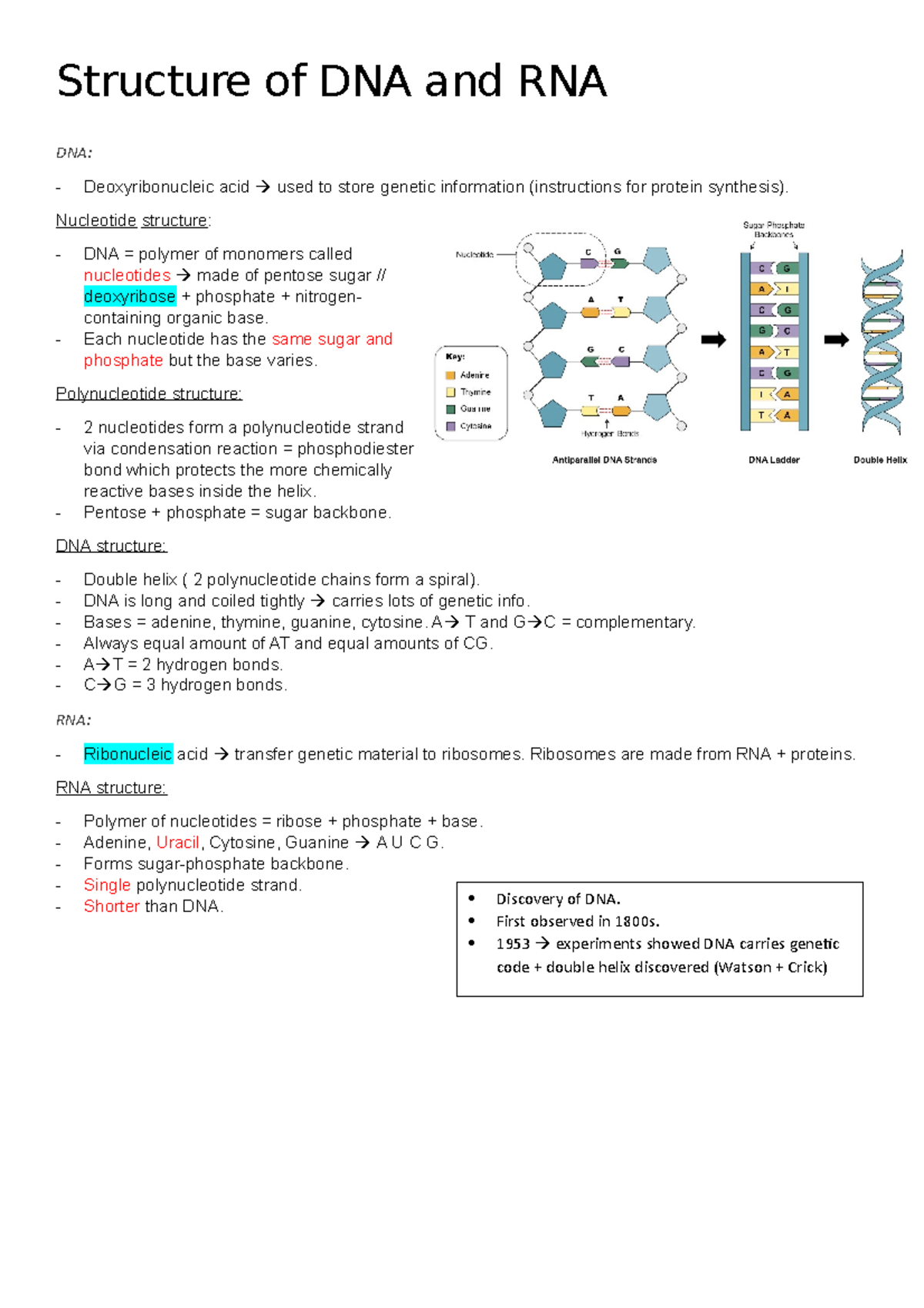 A Level Biology - Structure of DNA + RNA - Structure of DNA and RNA DNA ...