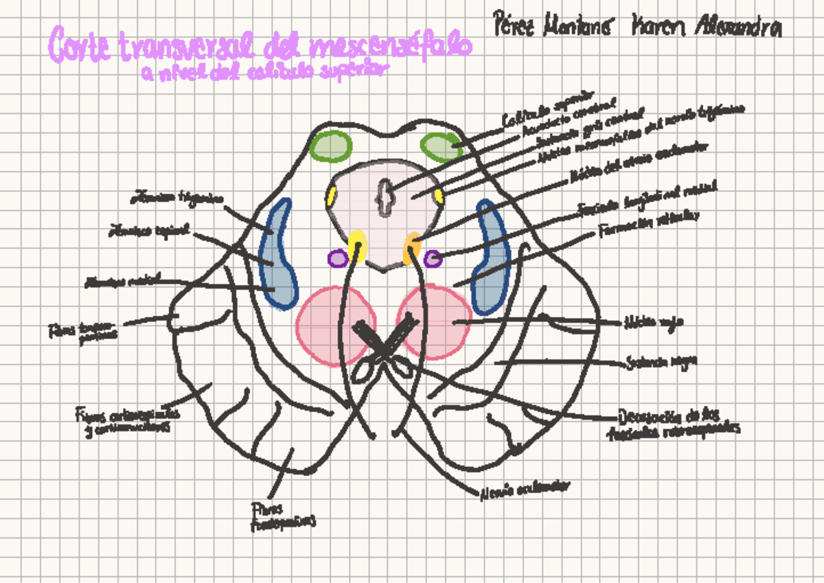 Cortes de la médula - apunte - Neuroanatomía - Studocu
