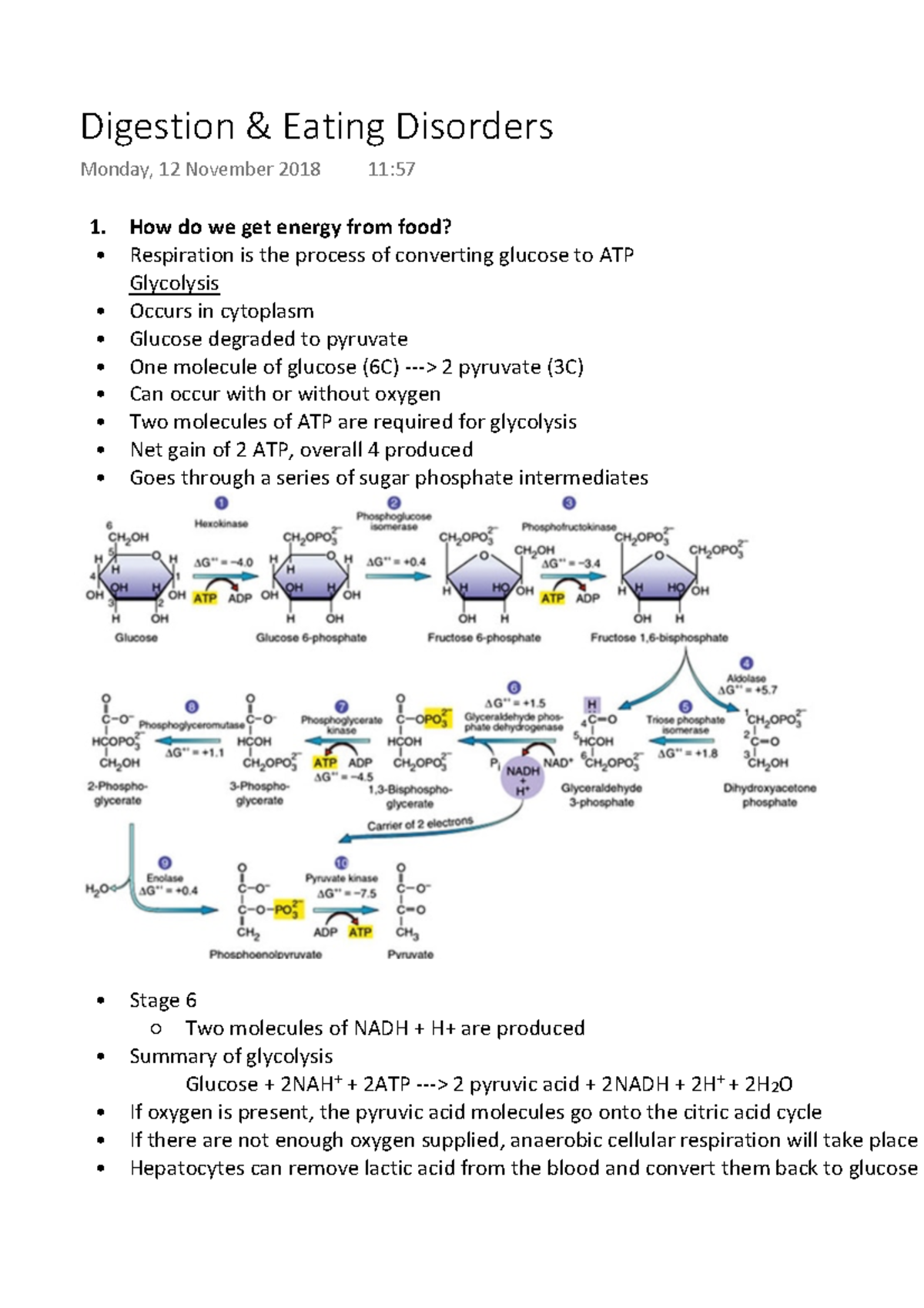 Digestion and Eating Disorders - How do we get energy from food ...