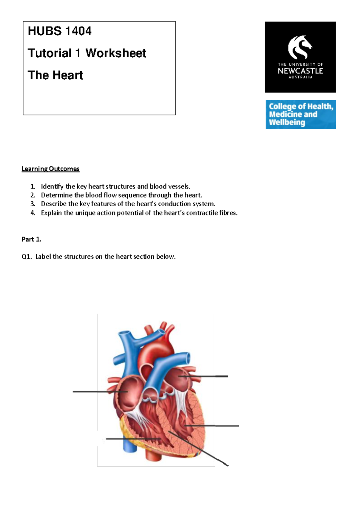 Tutorial 1 The Heart (student copy)-1 - Learning Outcomes 1. Identify ...