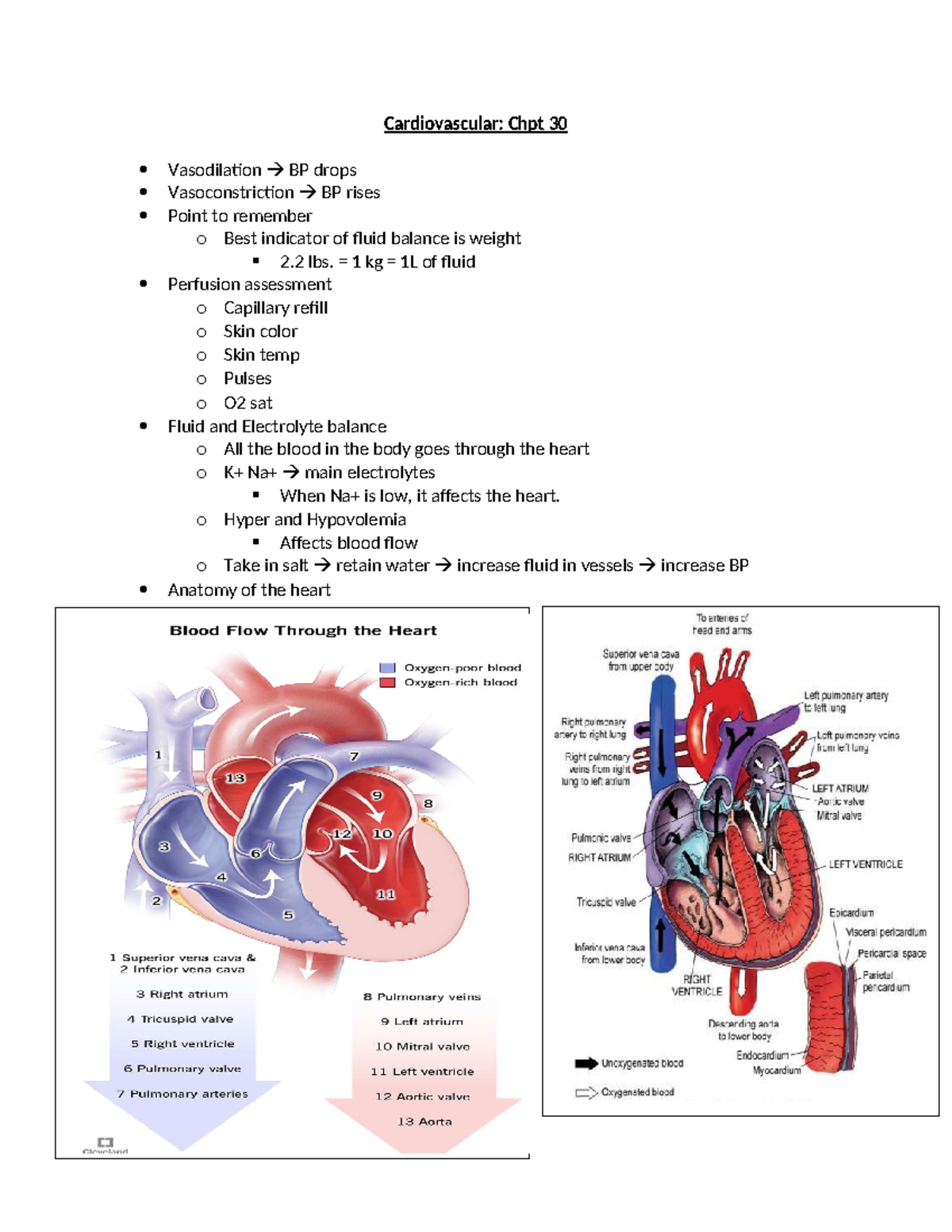 Cardiovascular - practice questions - Cardiovascular: Chpt 30 ...