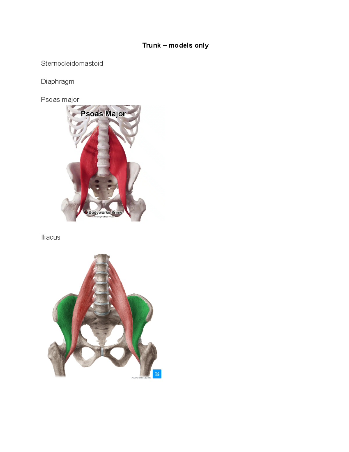 lab 2 test material - Trunk – models only Sternocleidomastoid Diaphragm ...