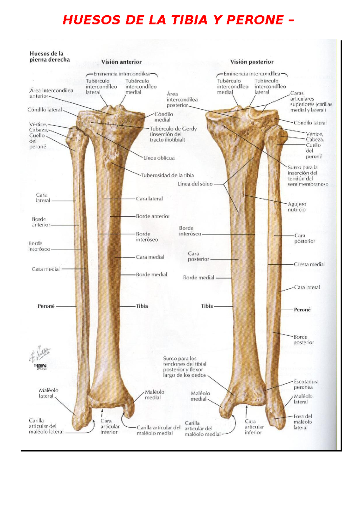 344759093 Huesos de La Tibia y Perone - Anatomia - HUESOS DE LA TIBIA Y ...