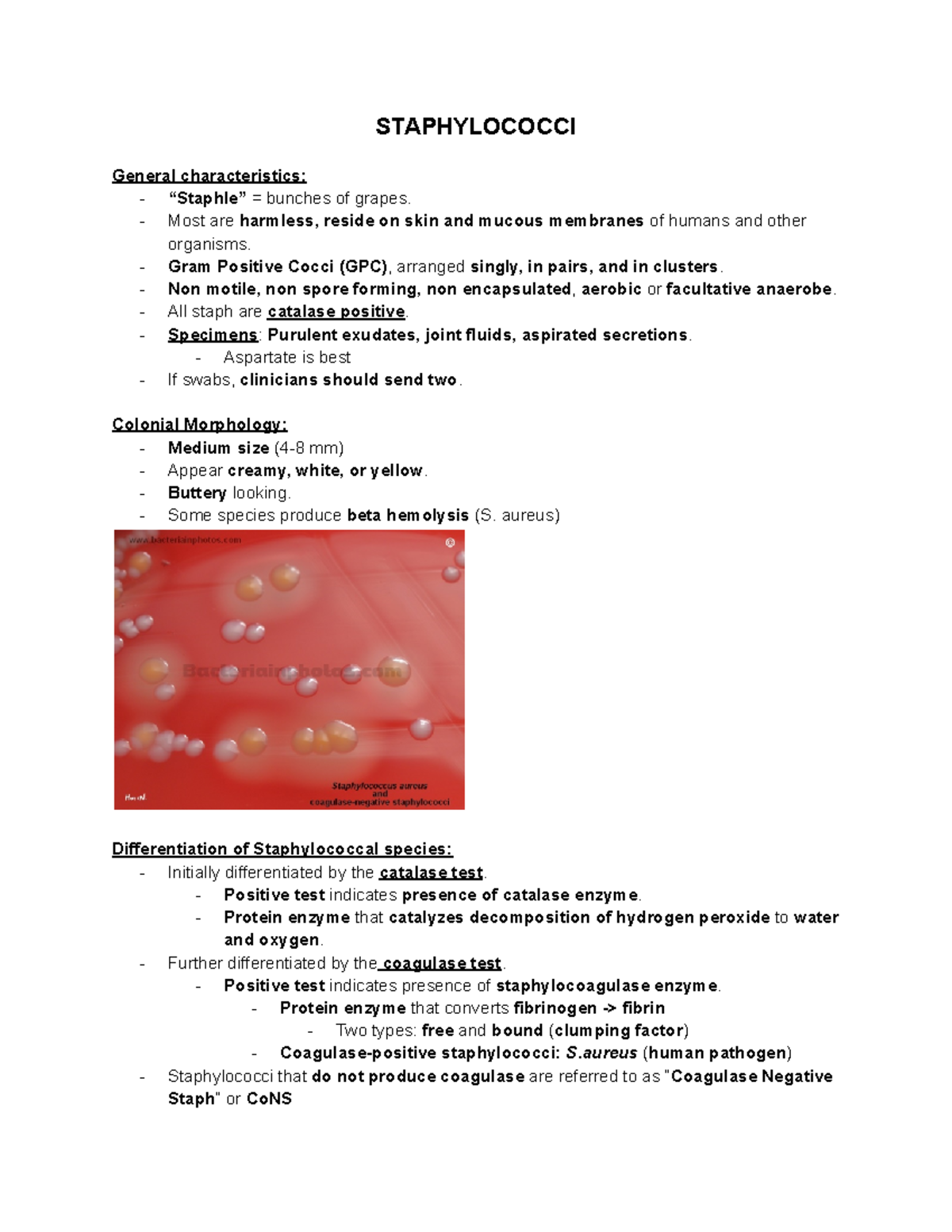 Micro Staph - STAPHYLOCOCCI General characteristics: - “Staphle ...
