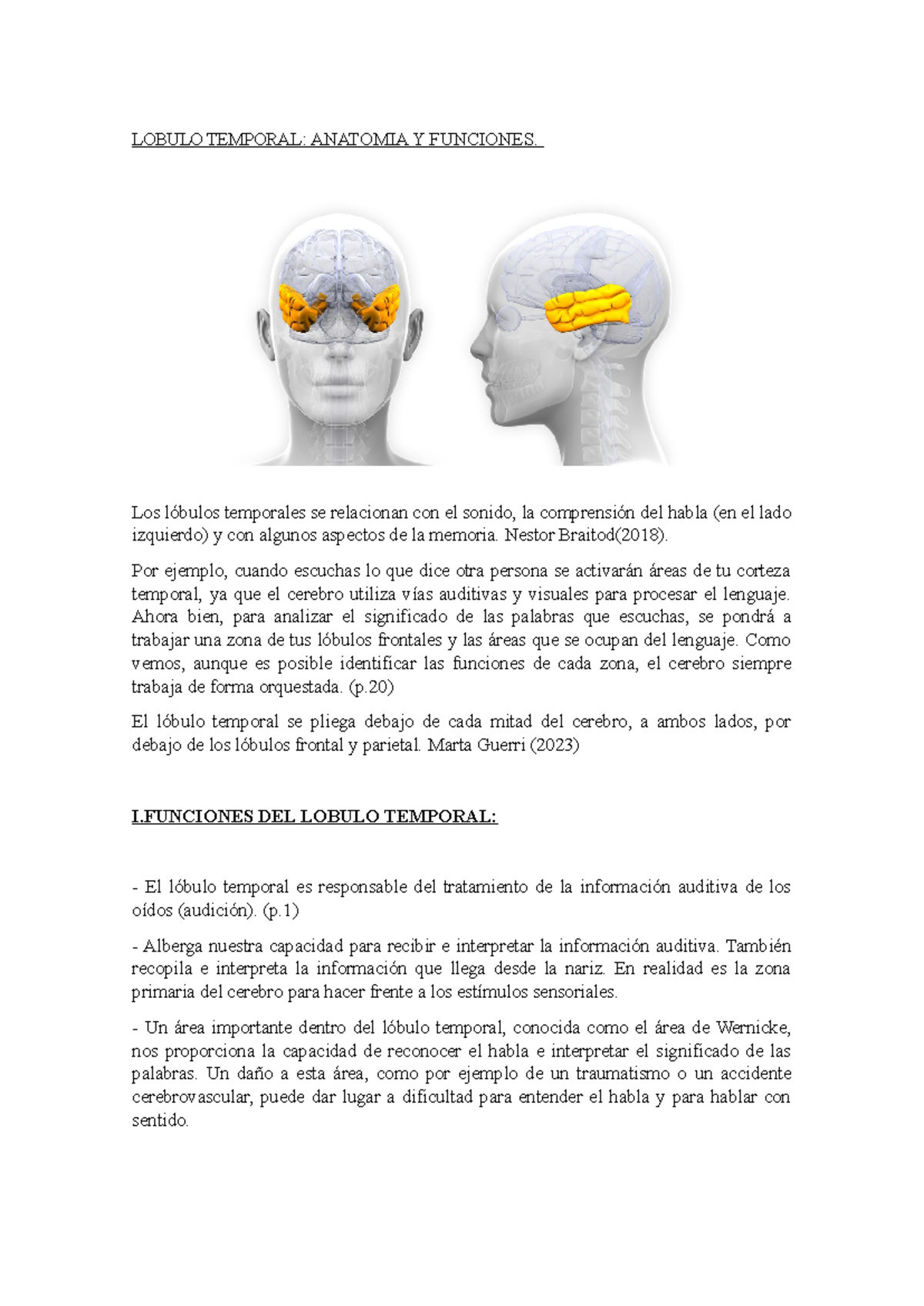 Lobulo Temporal - LOBULO TEMPORAL: ANATOMIA Y FUNCIONES. Los lóbulos ...