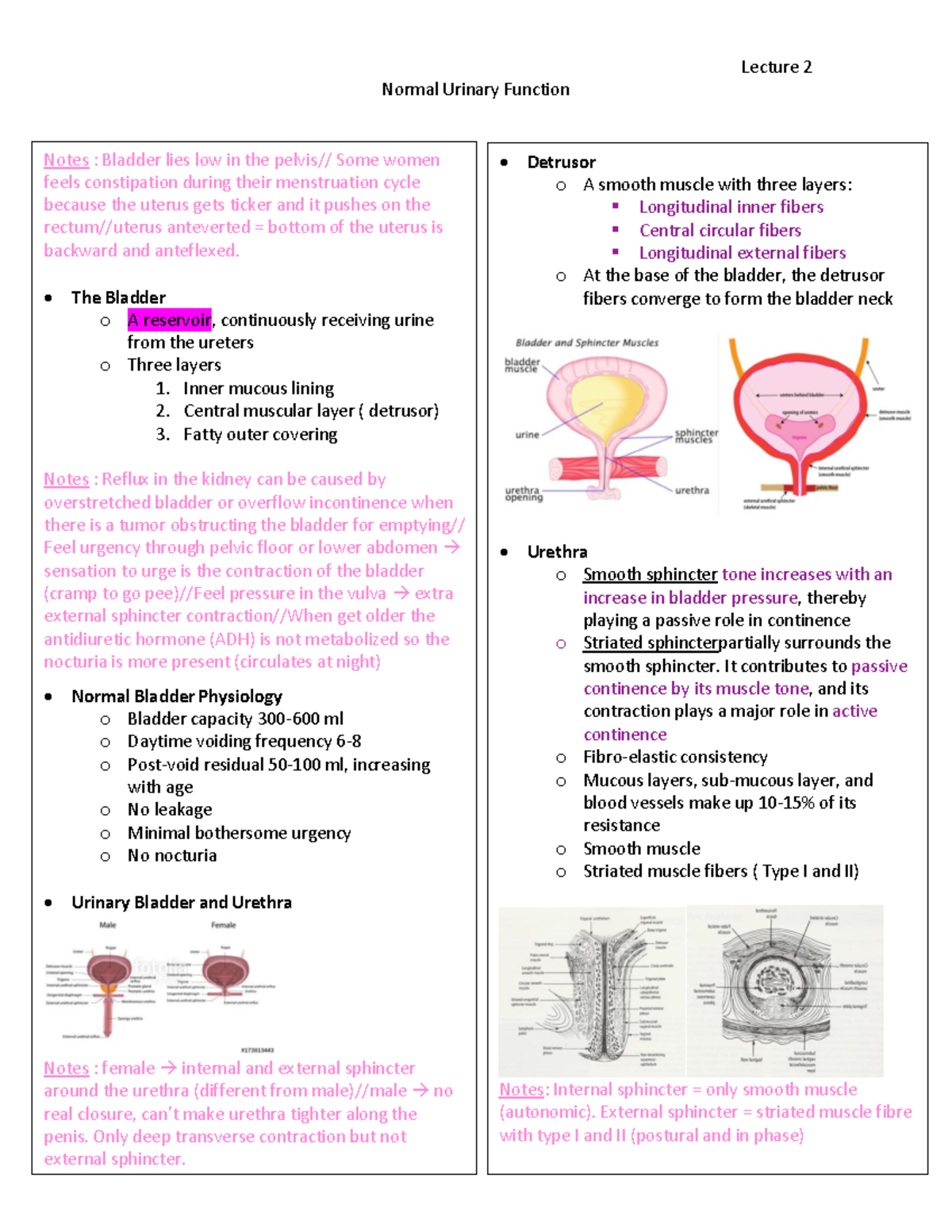 Pelvic-Floor-Normal Urinary Bladder-Lecture-2 - Normal Urinary Function ...