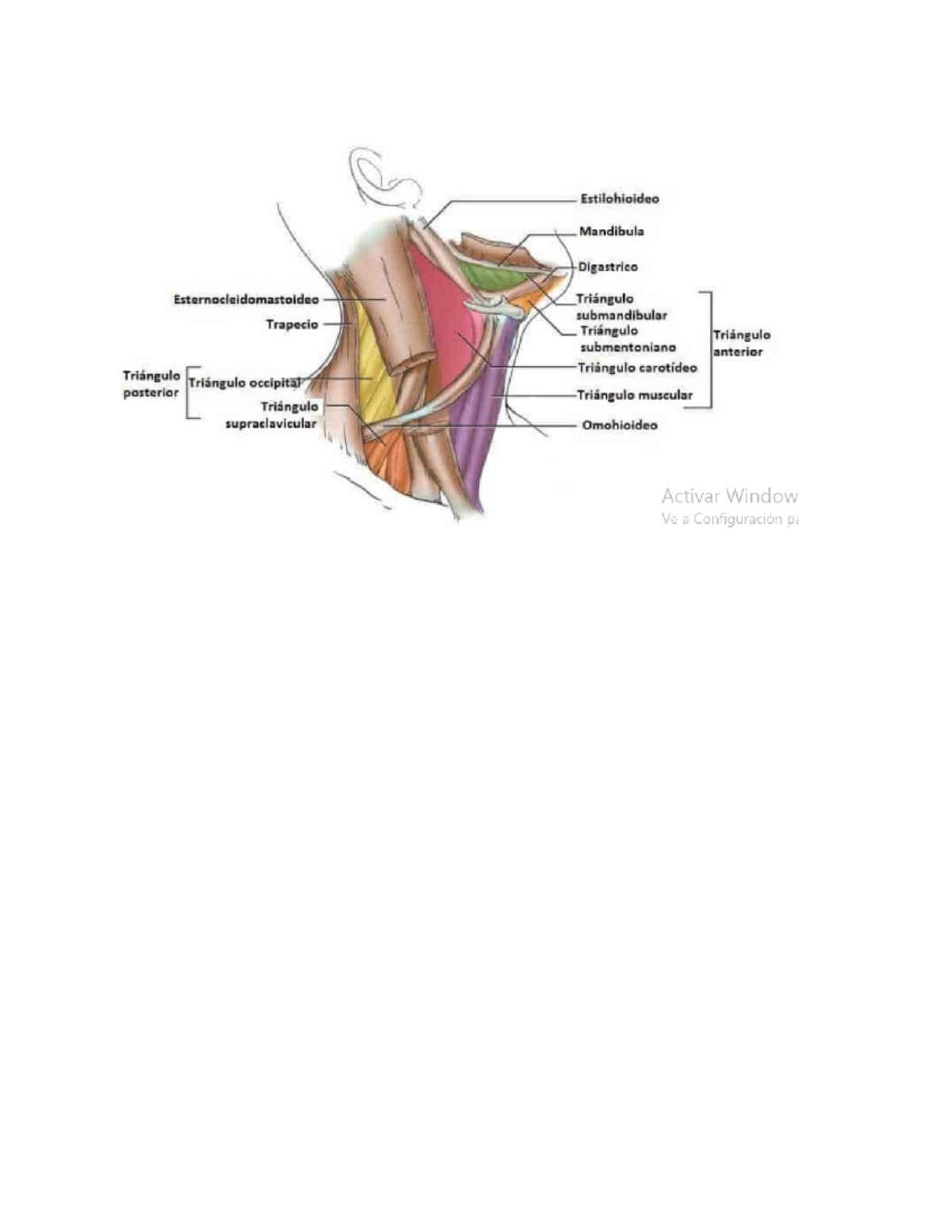 Triángulos del cuello y su contenido - Músculos del Cuello ...