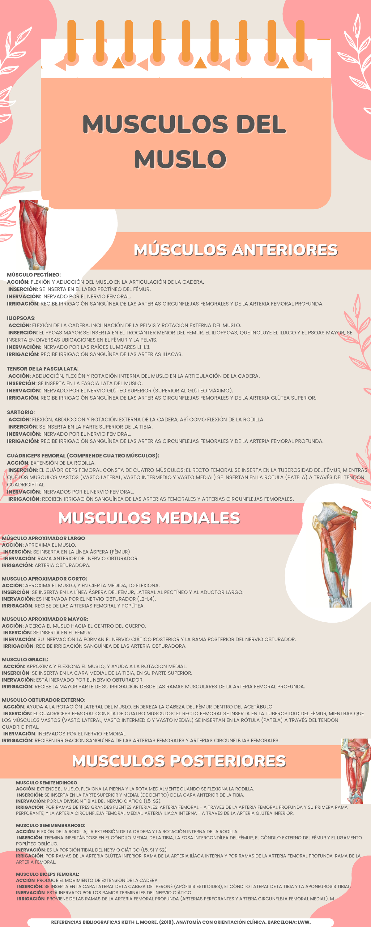 Infografía Musculos DEL Muslo JOAN - MUSCULOS DELMUSCULOS DEL MUSLO ...