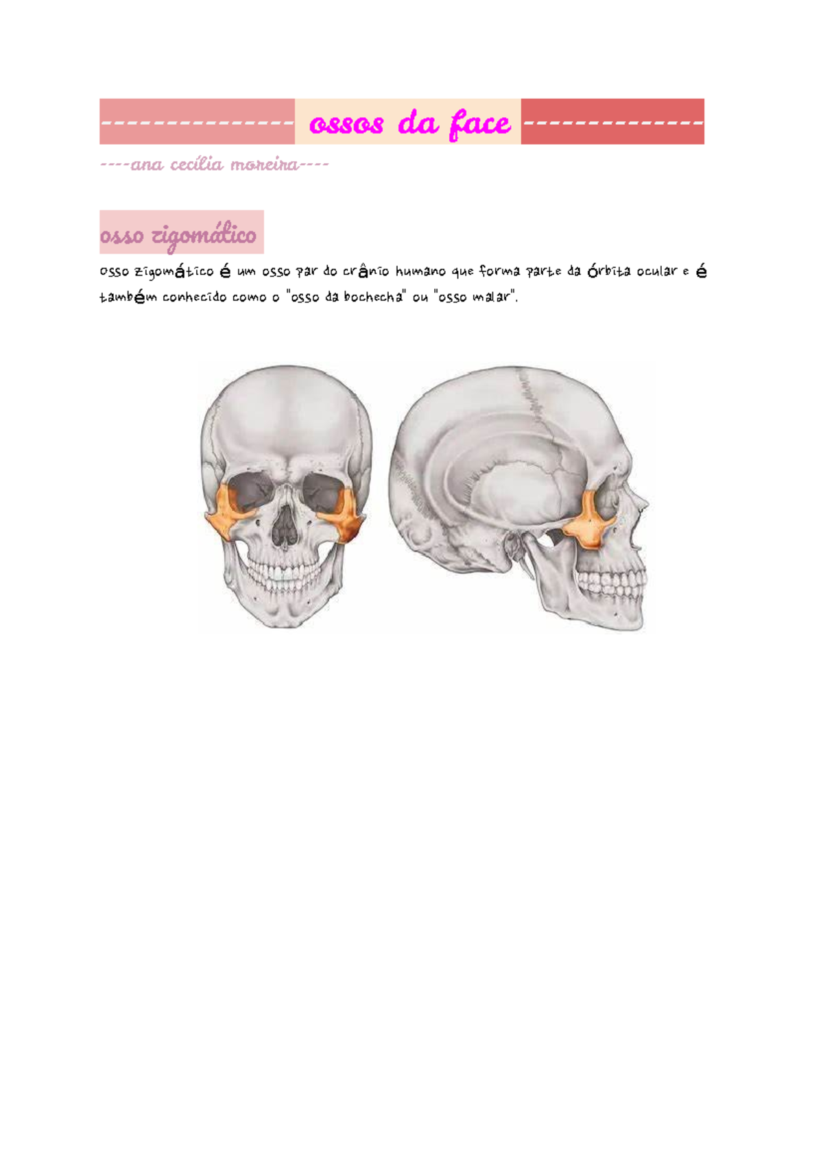 Ossos da face - Apontamentos 1 - ossos da face -ana cecília moreira ...