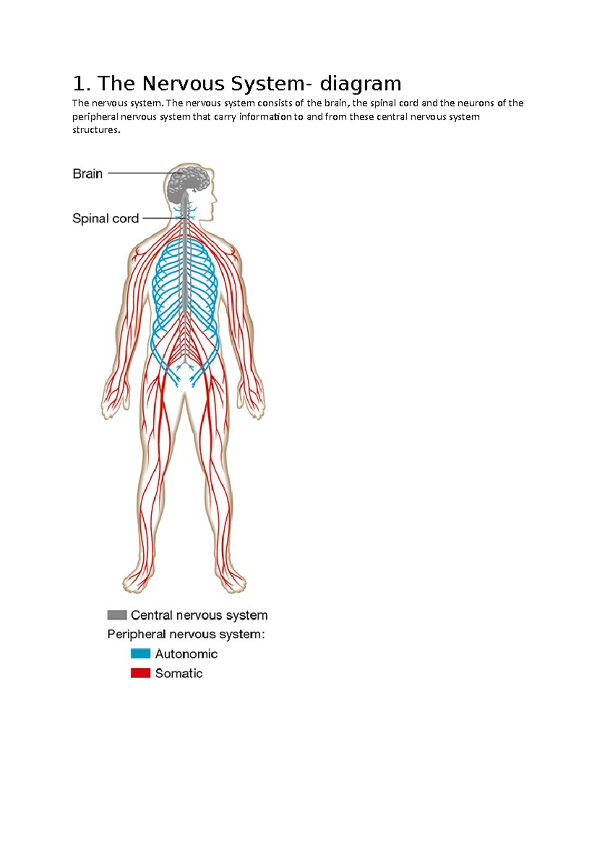 Psych 1020 module 1 notes - 1. The Nervous System- diagram The nervous ...