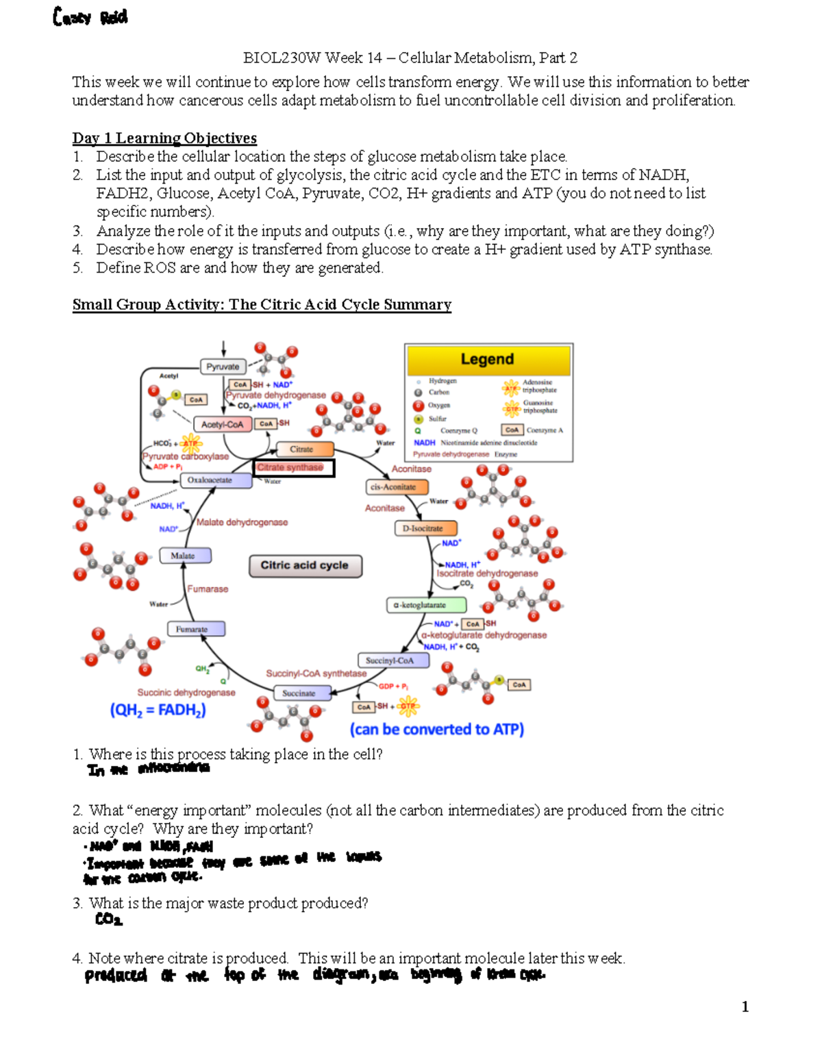 Week+14+Student - Detailed week 14 bio packet. - BIOL230W Week 14 – Cellular Metabolism, Part 2 ...