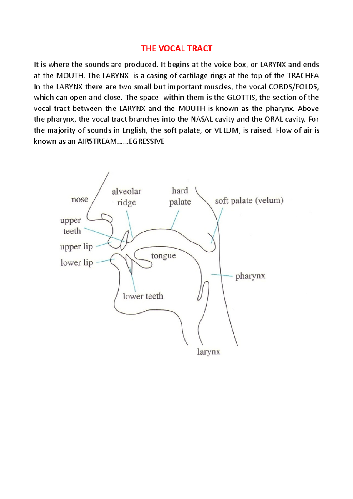 2. The vocal tract - THE VOCAL TRACT It is where the sounds are ...