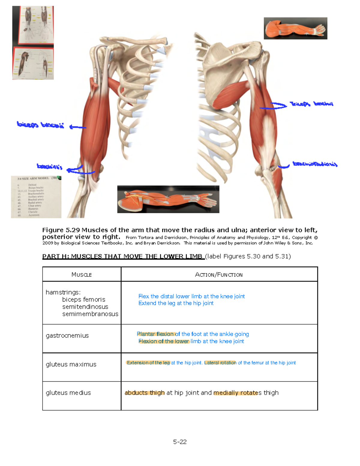 LAB 5 - Appendicular Skeleton 12 - 5- Figure 5 Muscles of the arm that ...