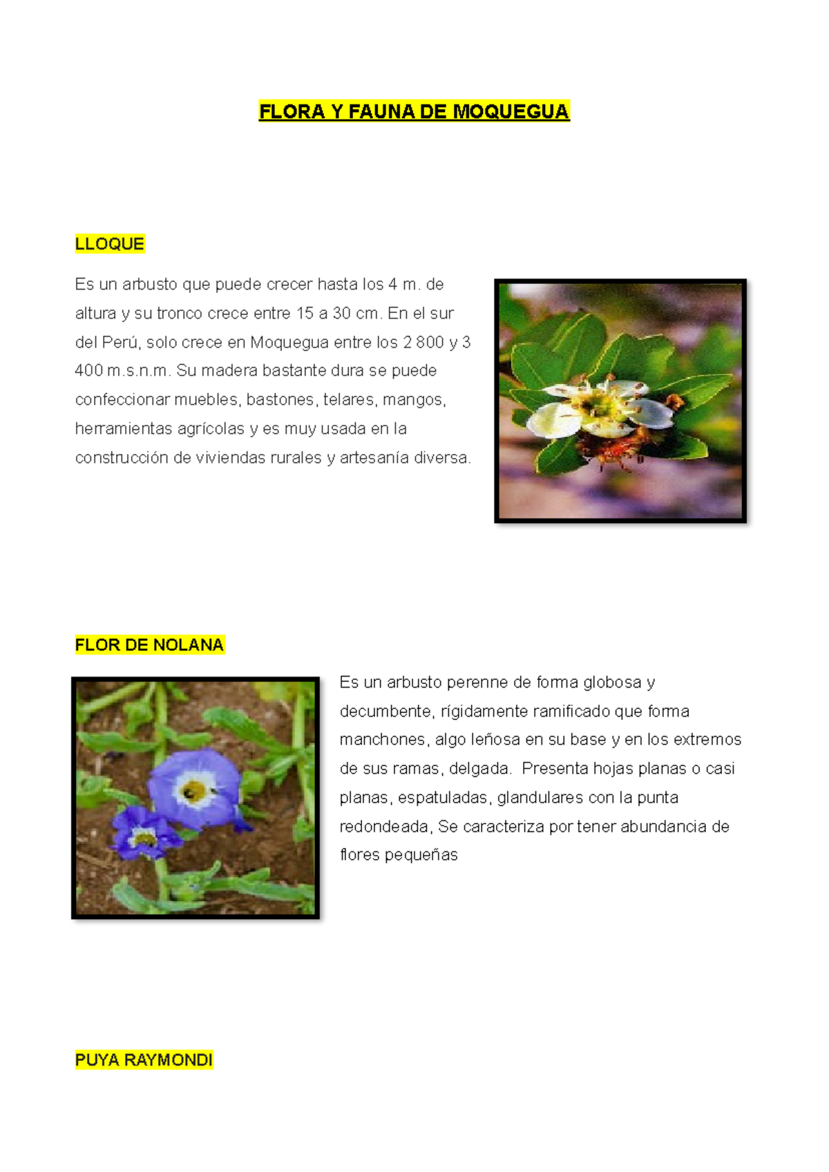 Flora Y Fauna DE Moquegua - FLORA Y FAUNA DE MOQUEGUA LLOQUE Es un arbusto que puede crecer ...