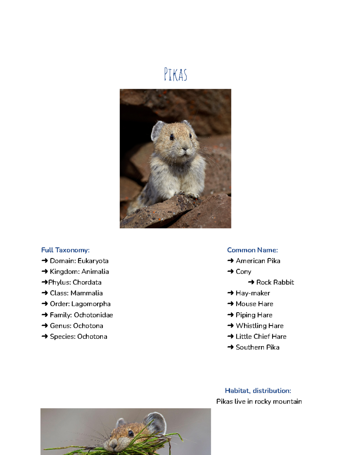 Aminal Wiki-2 - Animal WIki EXAMPLE Layout - Pikas Full Taxonomy ...