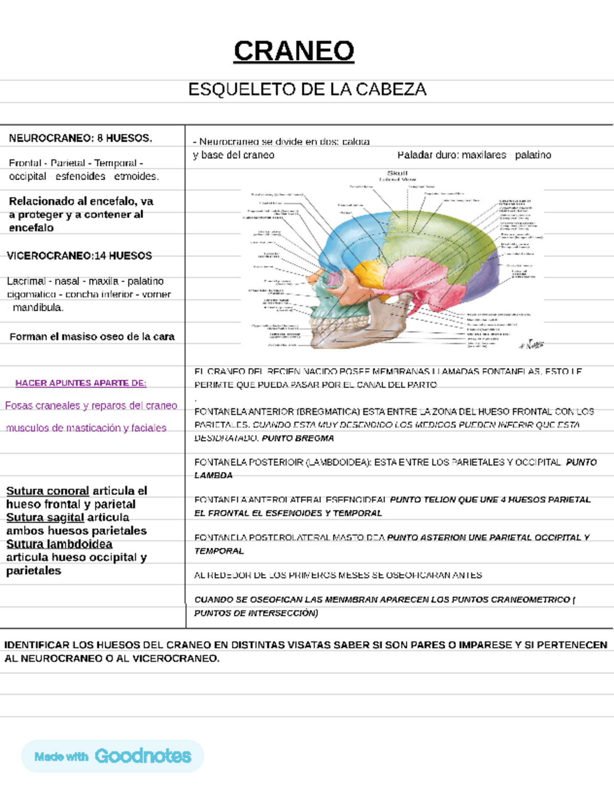 808O6a P9b Qga6y Wxr V 1f H8 - CRANEO ESQUELETO DE LA CABEZA ...