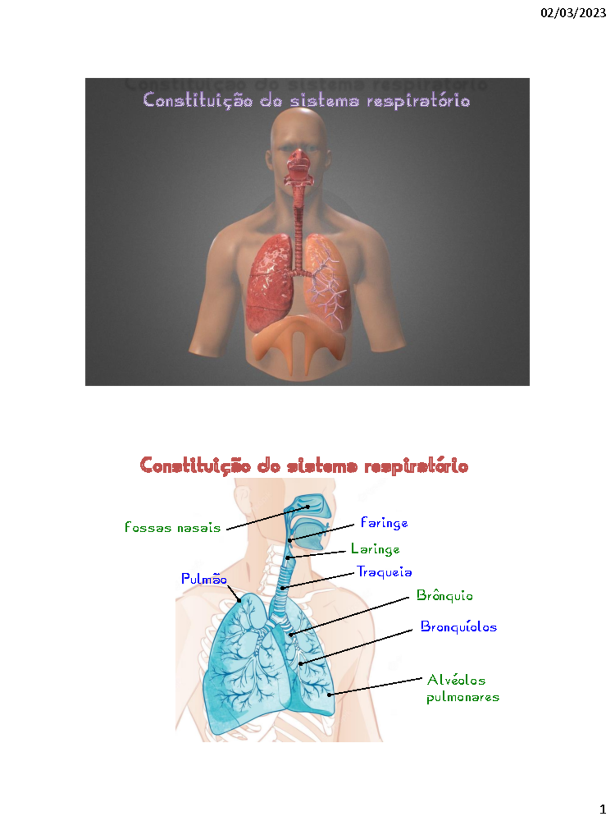 I1 - Constituicao do sistema respiratorio - Fossas nasais Faringe ...