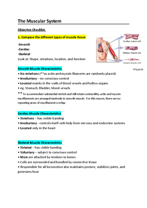 Muscular system revision - BTEC Revision Guide Muscular System B1 ...
