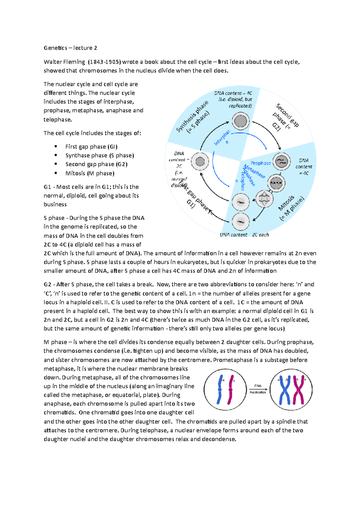 Genetics lecture 2 - mitosis and meiosis - Genetics – lecture 2 Walter ...