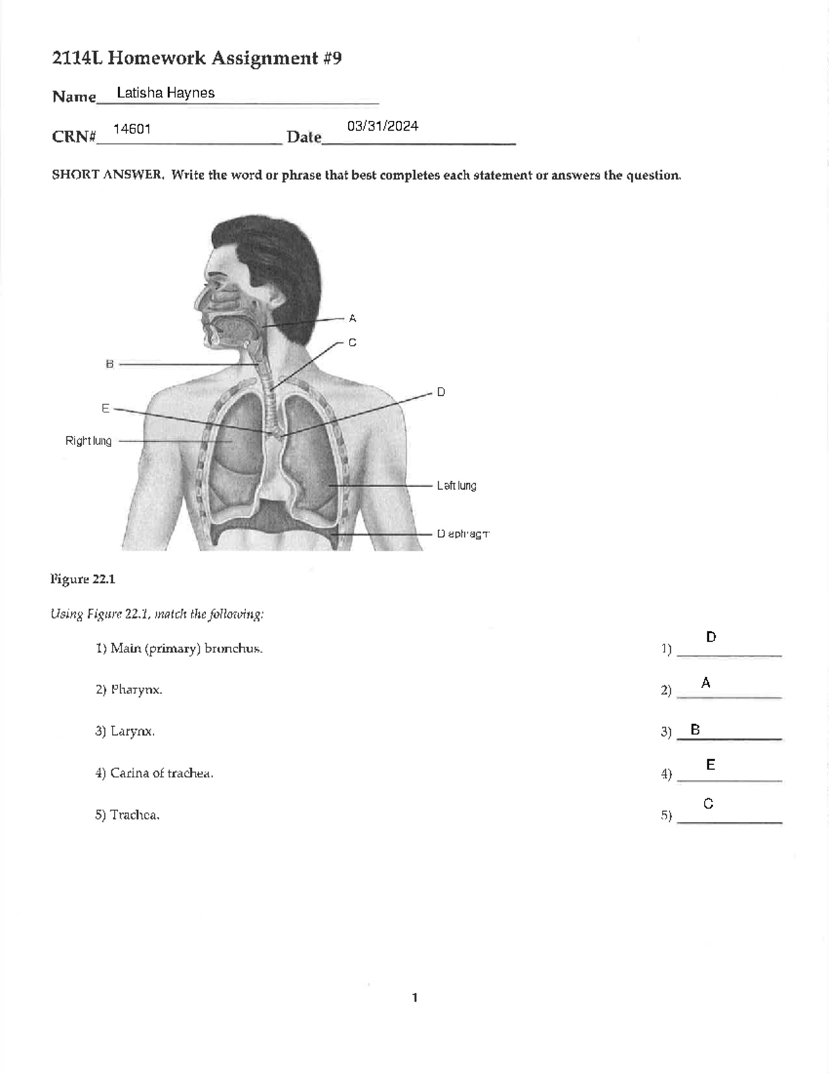 2114L Homework Assignment 9 Respiratory System - BIOL2114 - Studocu