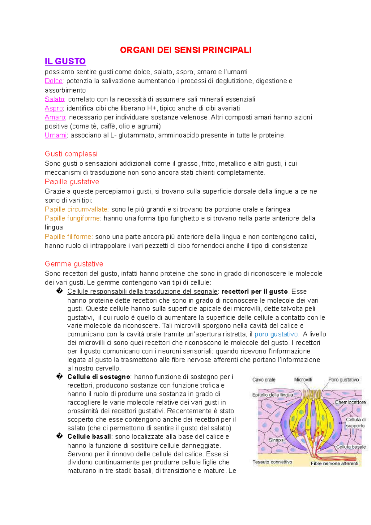 Organi di senso - ORGANI DEI SENSI PRINCIPALI IL GUSTO possiamo sentire ...