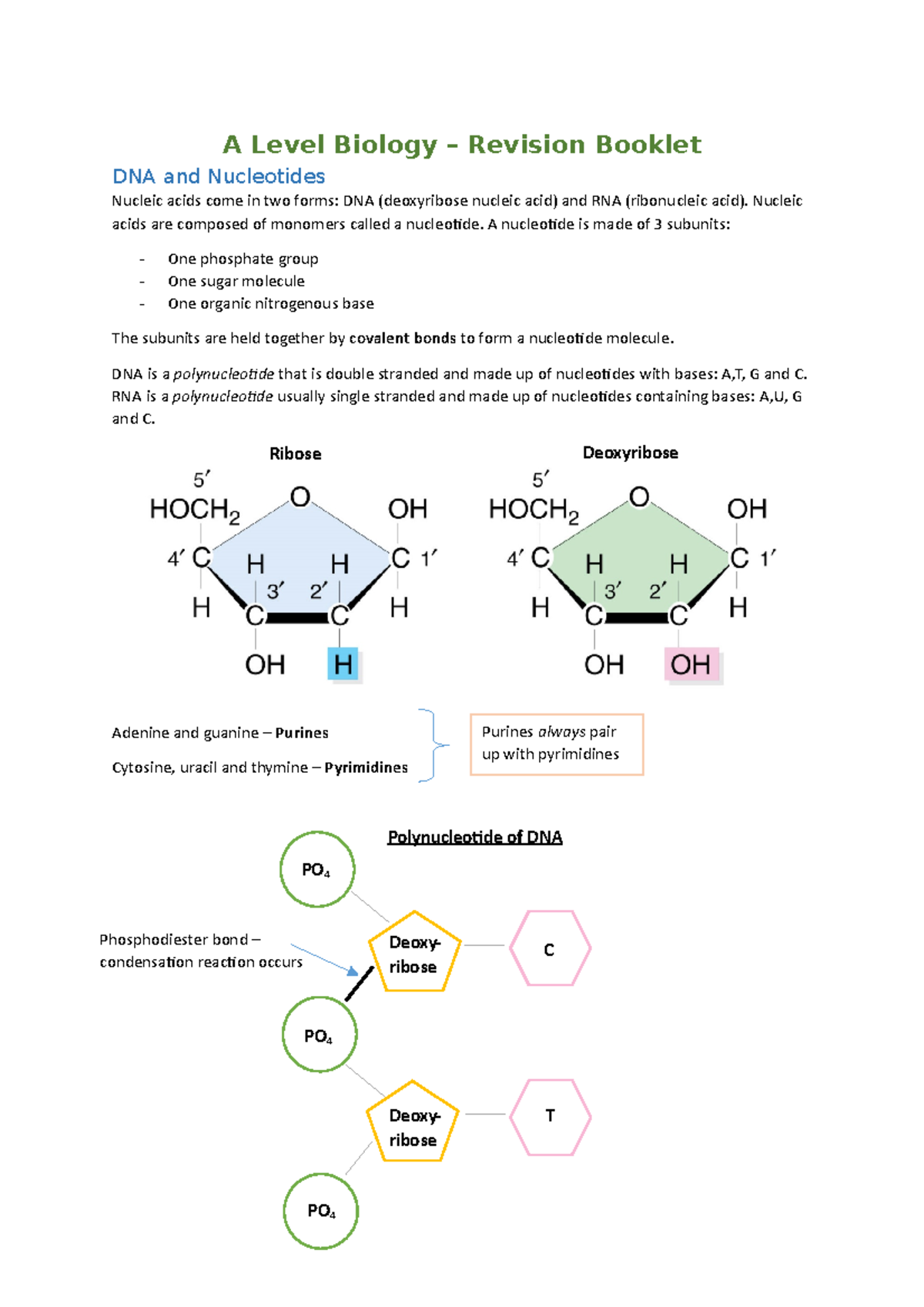 a level biology - A Level Biology – Revision Booklet DNA and ...