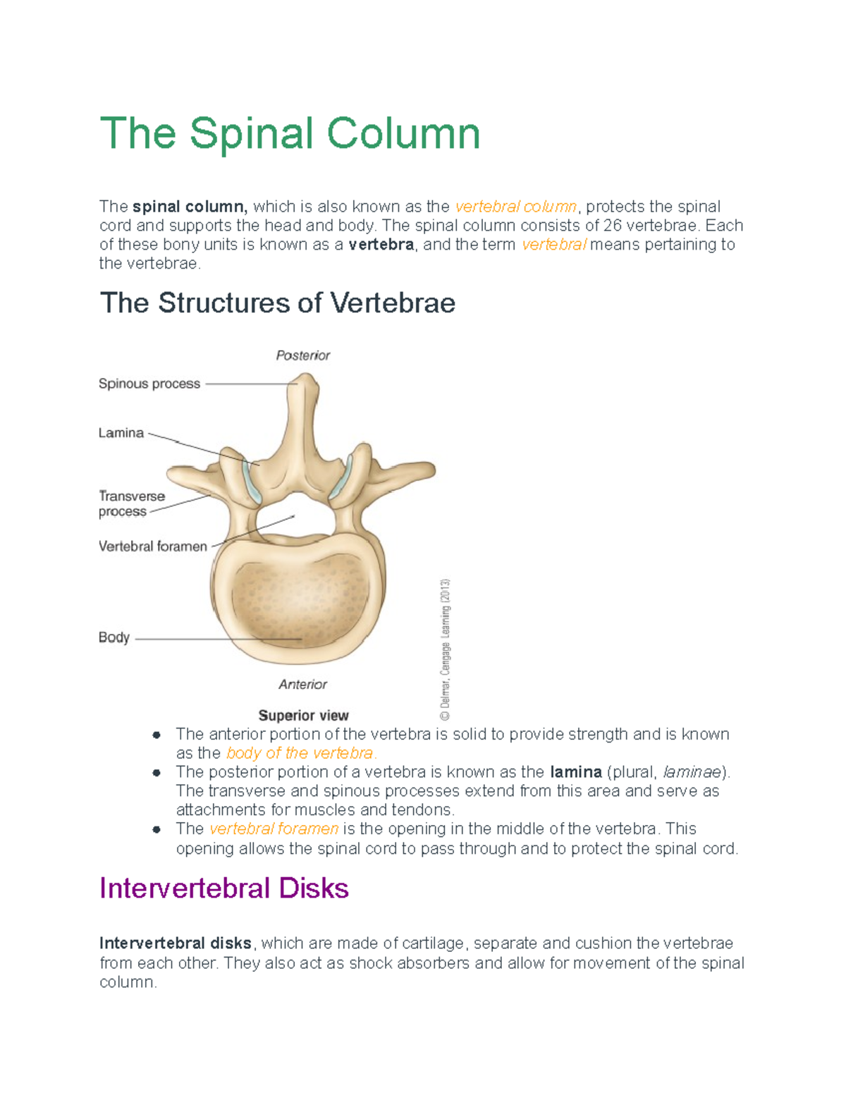 The Spinal Column - Instructor given course notes complete. - The ...