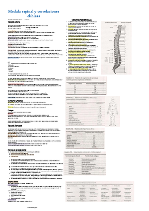 Atlas de Neuroanatomia - Netter - Atlas of Neuroanatomy and ...
