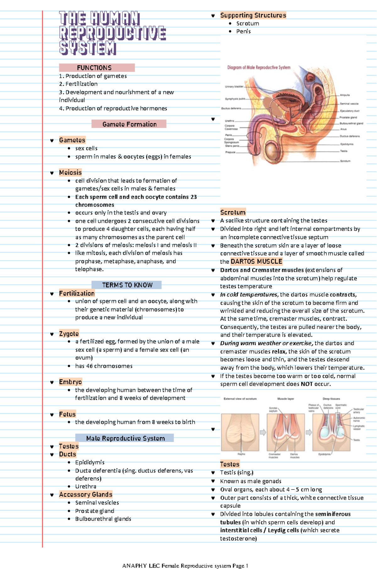 Anaphy LEC Female Reproductive system - The HUMAN REPRODUCTIVE SYSTEM ...
