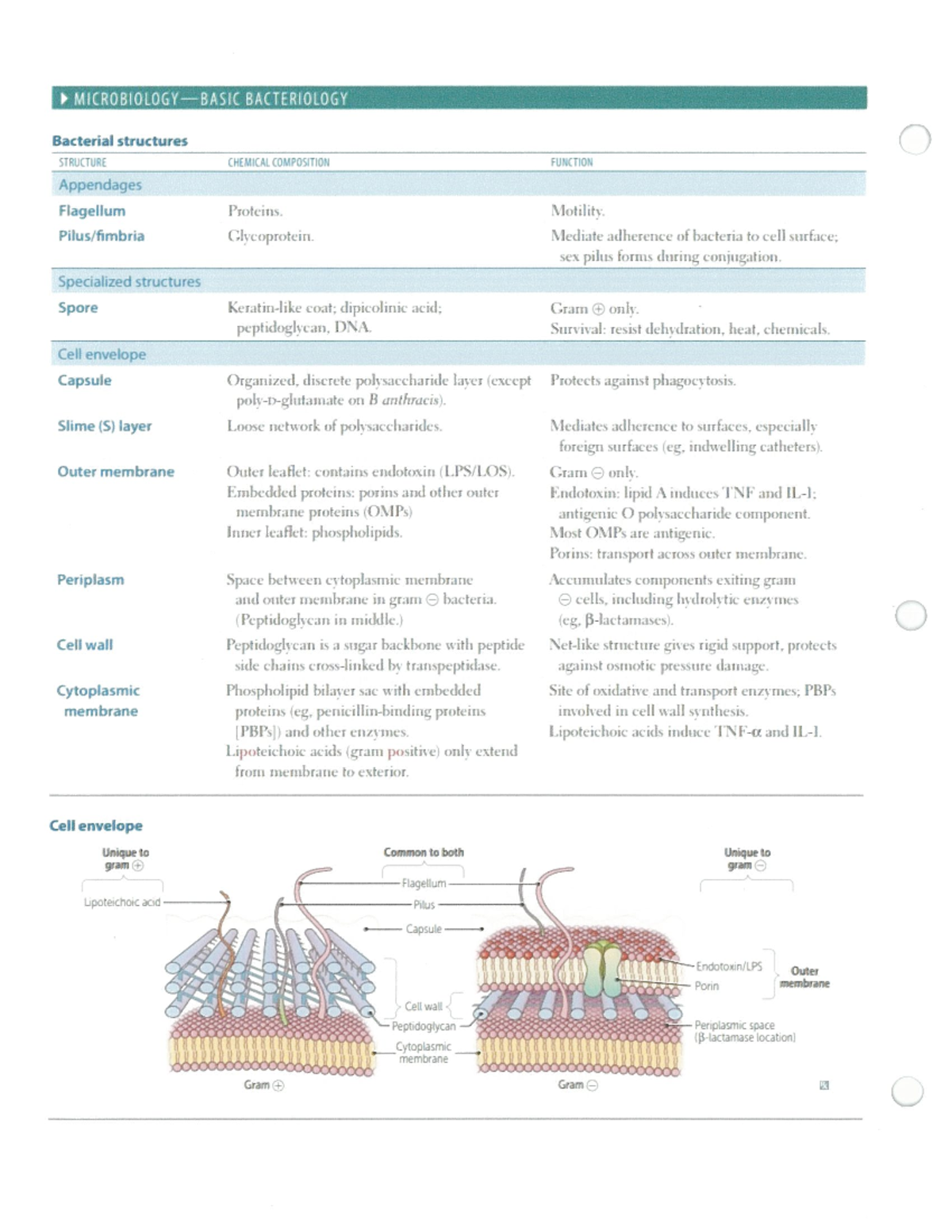 Antibiotics supplement - PHM 590 - Studocu