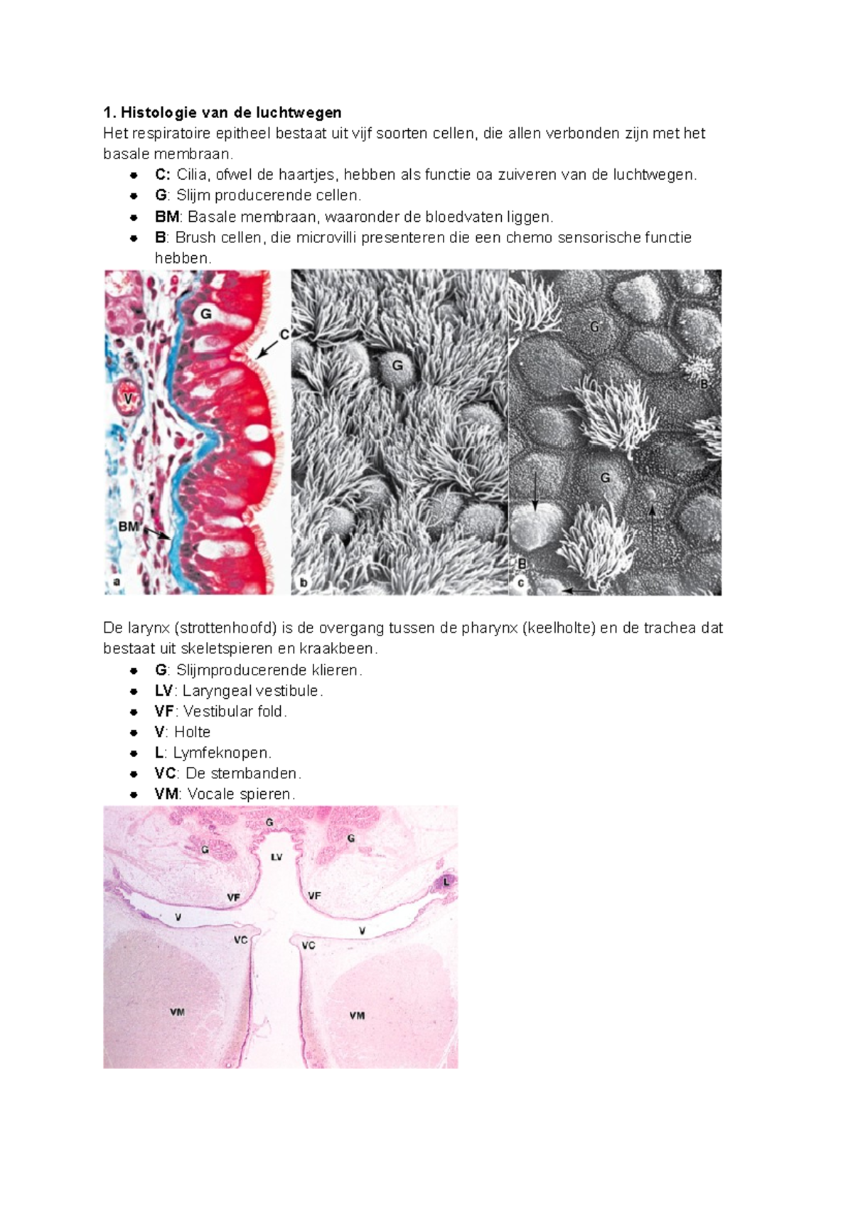 Casus 5 De Aanval - 1. Histologie van de luchtwegen Het respiratoire ...
