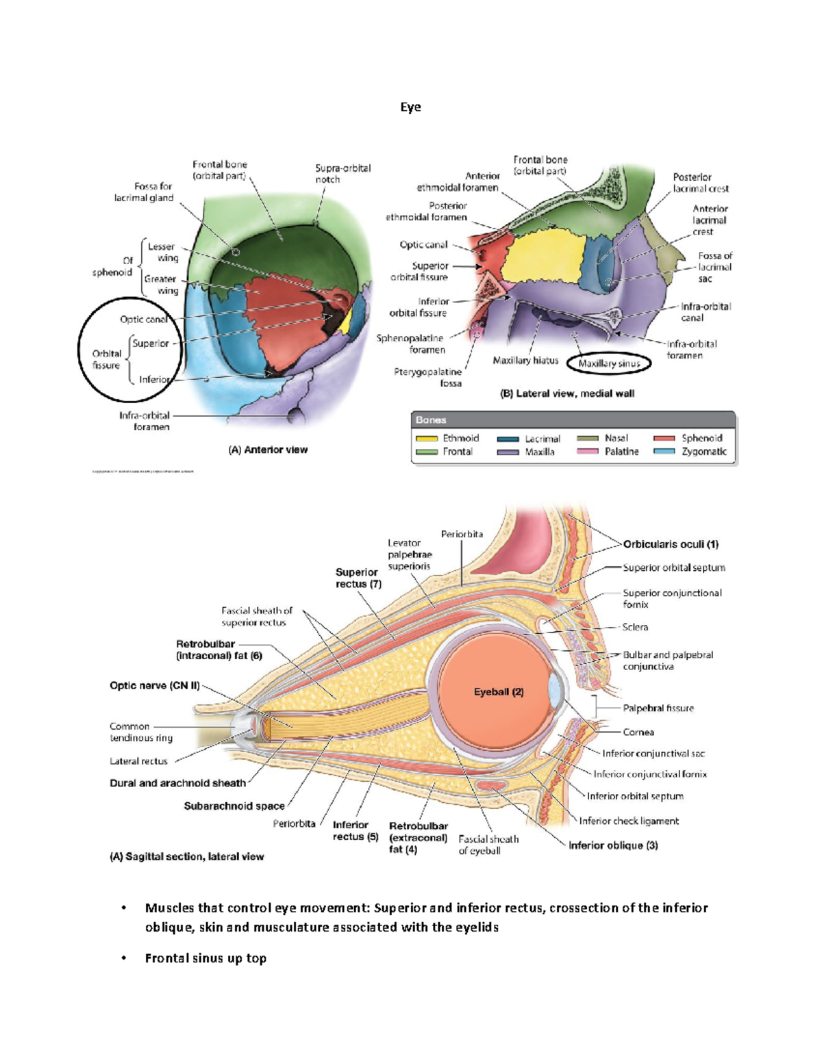 Head- Eye - Eye Muscles that control eye movement: Superior and ...